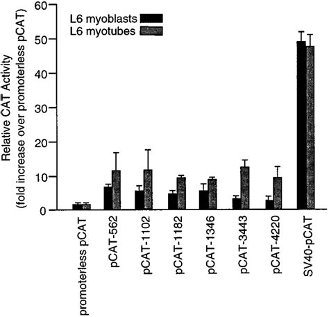 Expression Of Sm Mhc Promoter Cat Constructs In Rat L6 Skeletal