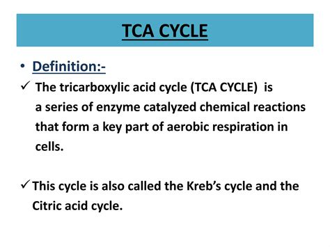 TCA CYCLE PPTX