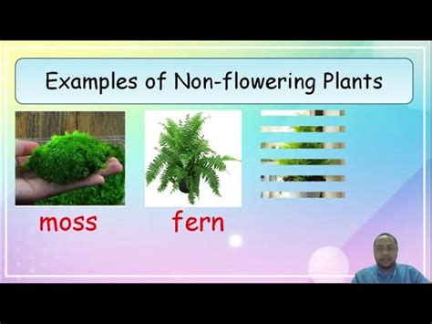 what is the importance of non flowering plants best flower site