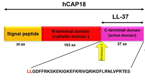 Schematic Representation Of HCAP And LL Download Scientific Diagram