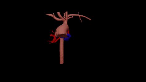 Mapcav2bp 3d Model By Imre J Barabás Md Msc Uzzias18