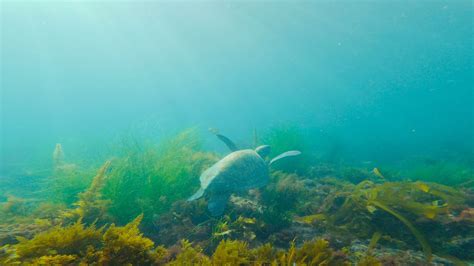 Marine Room Scuba Diving In La Jolla San Diego California Youtube