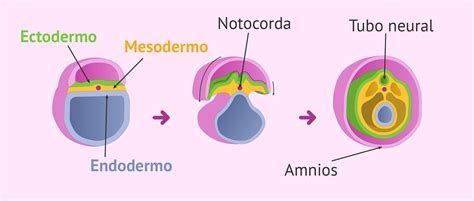 ectodermo endodermo y mesodermo Ecosia Images Medicina Farmácia