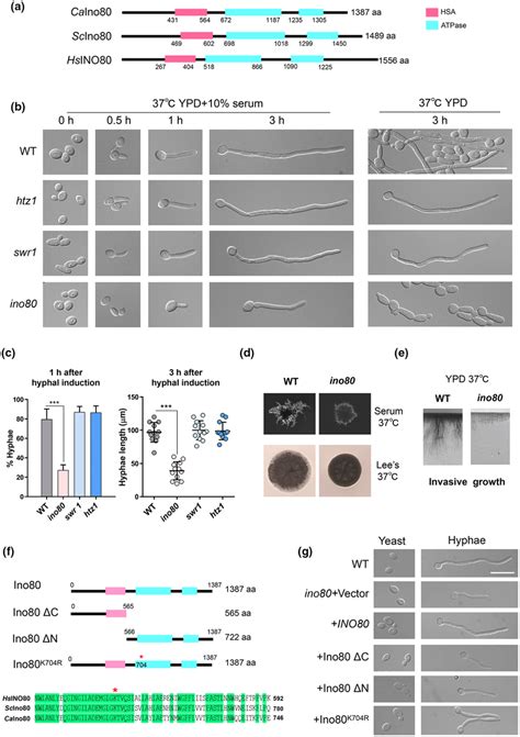 Candida Albicans Ino80 Is Required For Hyphal Development A Download Scientific Diagram