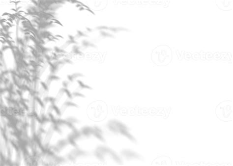 Shadow From Plants Leaves Overlay Effect Realistic Gray Shadow On