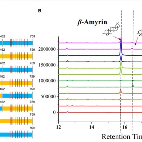 Functional Characterization Of Chimera Protein A Diagram Of The