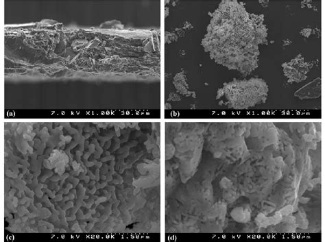 Sem Image Showing The Cross Section Of A Peeled Film A And Powder B