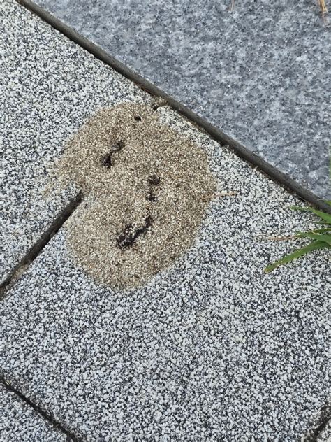 개미가 음식을 지상에 보관하기도 하나요 지식in