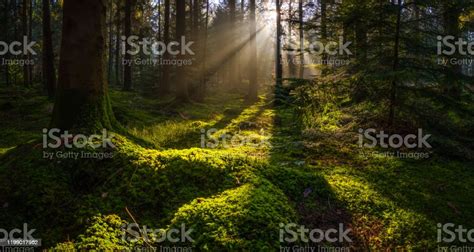 목가적 인 숲 글레이드 이끼 숲 황금 광선의 태양 광선 파노라마 숲에 대한 스톡 사진 및 기타 이미지 숲 자연 이끼 Istock
