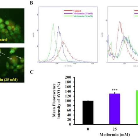 The Effects Of Metformin On Autophagy Of Cisplatin Resistant Gastric Download Scientific