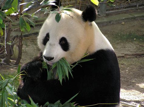 Ecco Svelato Perché I Panda Sono Bianchi E Neri Wired