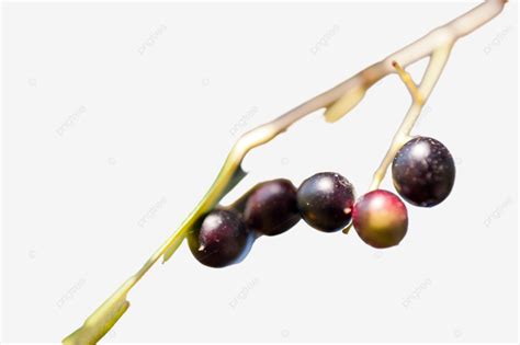 Olea Europaea Olea Europaea Botânico Mediterrâneo Png Oliveira Comer