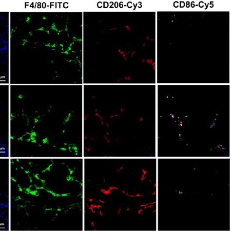 Immunofluorescence Staining Results Cd86 And Cd206 Of Colon Harvested