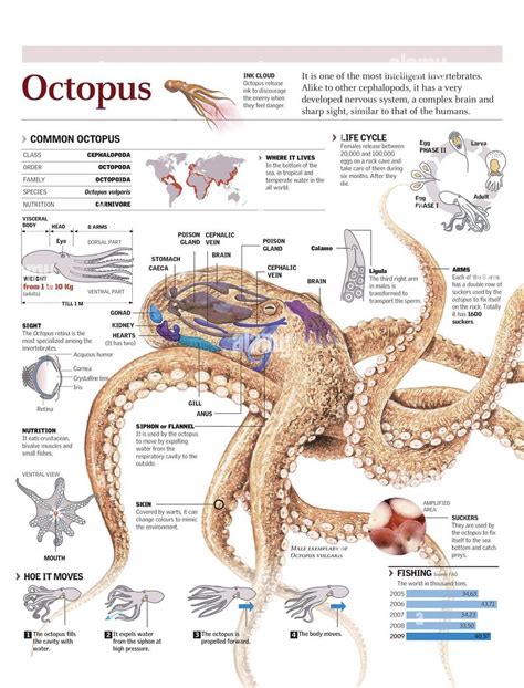 14 Extraordinary Types Of Octopus Species Artofit