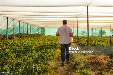 농장에서 일하는 동안 갓 수확 한 채소로 가득 찬 상자를 들고 있는 인식할 수없는 남자의 샷 25 29세에 대한 스톡 사진 및 기타 이미지 Istock