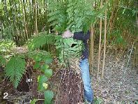 Tree Fern Winter Plant Protection Big Plant Nursery