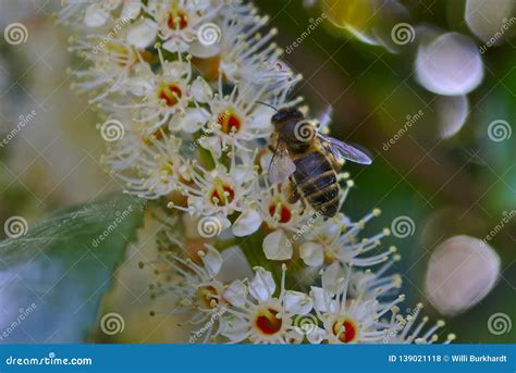 Austrian Honey Bee Harvesting Nectar Stock Photo Image Of Spring Background