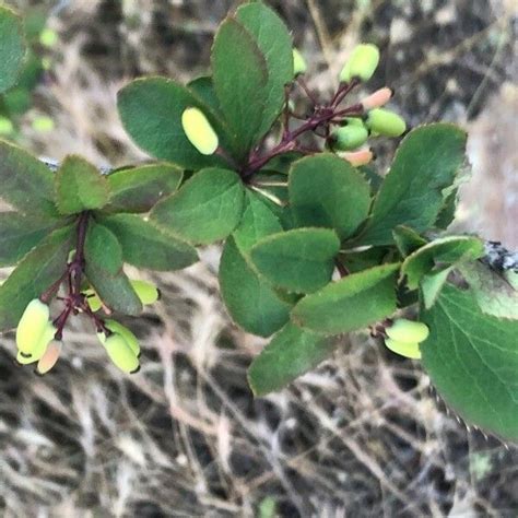 Berberis Vernae Plant Care And How To Grow Water