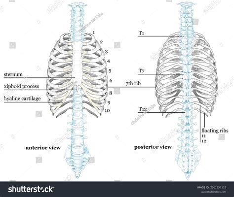 Illustrations Showing Anterior Posterior Views Rib ภาพประกอบสต็อก 2301257125 Shutterstock