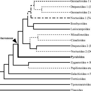 Type Of Female Sex Pheromone And Molecular Phylogenetics In The Clade Download Scientific