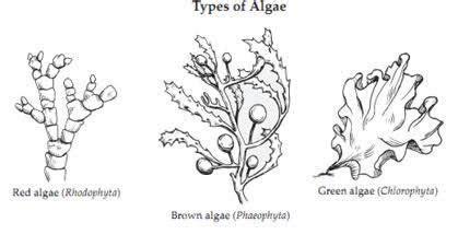 Structure Of Algae With Diagram Algae