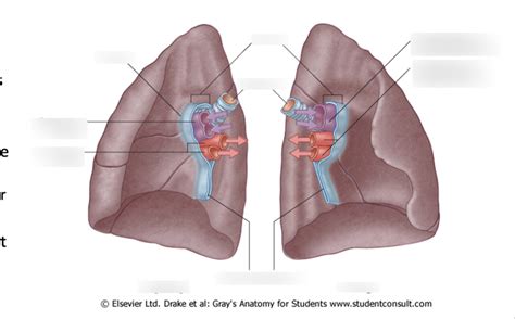 Lung Labeling 3 Diagram Quizlet