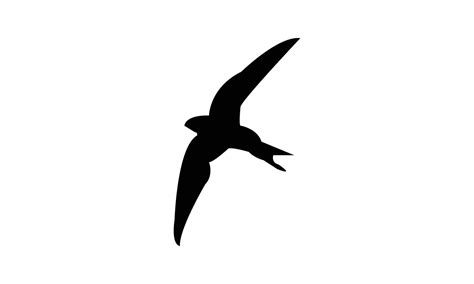 Swift Bird Silhouette Design And Illustration 55317744 Vector Art At