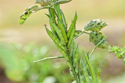 Cluster Beans Or Gawar Phaliguar Plant In Fieldcyamopsis Tetragonoloba Stock Image Image Of