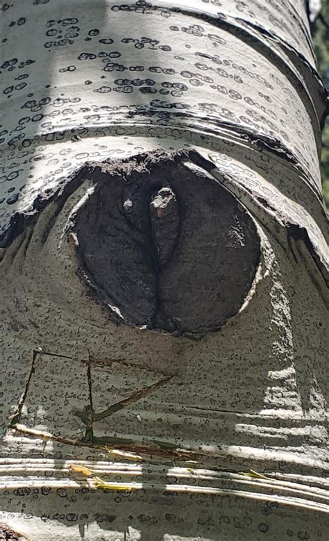 This Tree Knot R Mildlyvagina