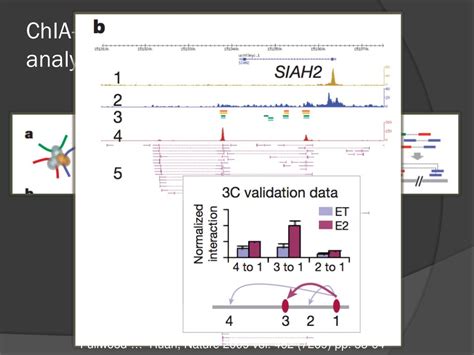 Ppt Analysis Of Higher Order Chromatin Structure Powerpoint