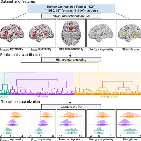 Average Dominant Gradients Of Functional Connectivity Across The Download Scientific Diagram
