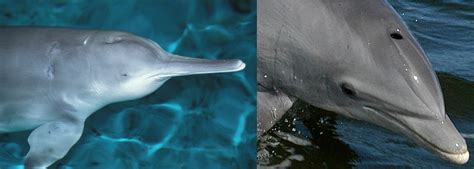 What Is Echolocation Used For • Echolocation • Mylearning