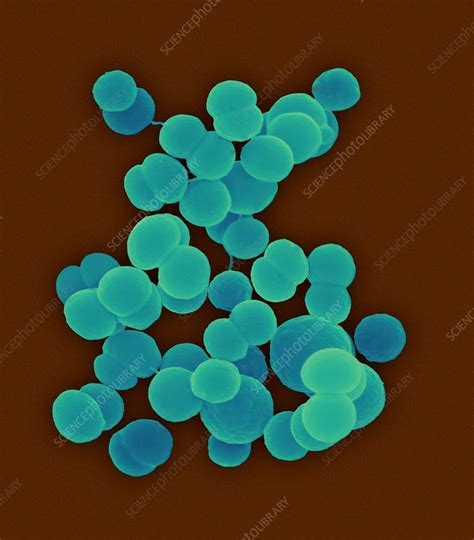 Neisseria Mucosa Coccus Prokaryote Sem Stock Image C032 1890 Science Photo Library
