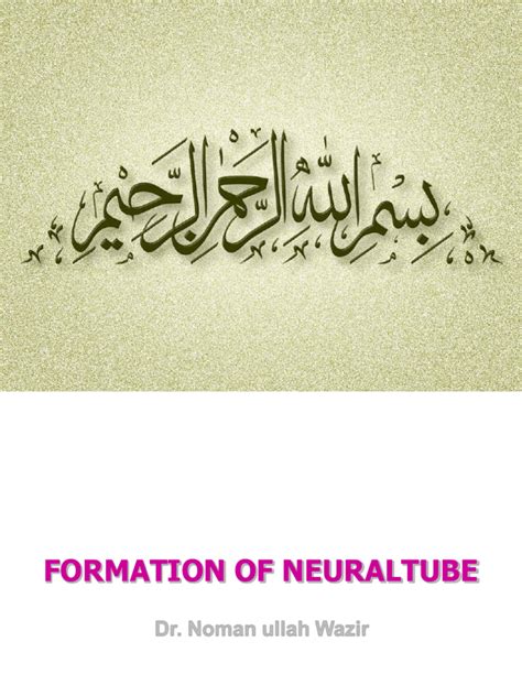 3rd Week Neurulation And Induction Pdf Nervous System Morphology