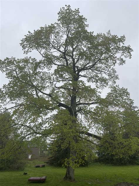 About Eileen Cavanaugh — Mabelles Garden