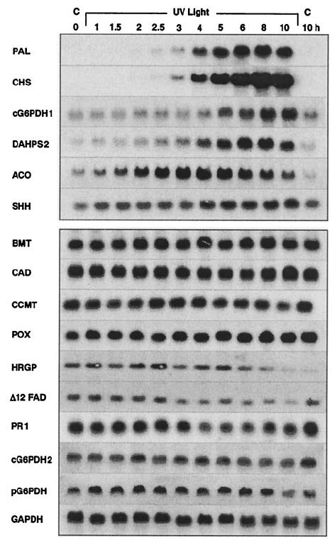 Representative Results From Rna Blot Analyses Cdna Probes Were Used As Download Scientific