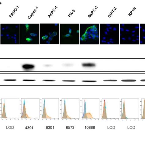 In Vivo Antigen Quantification A Immunofluorescence Microscopy Was Download Scientific