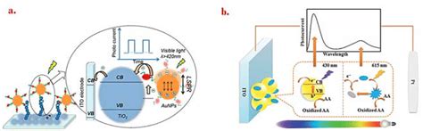5 A Schematic Illustration Of The Photoelectrochemical Biosensor For