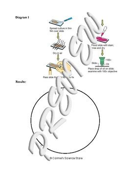 Microbiology Simple Staining Lab With Babe Questions And Answers