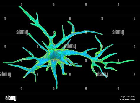 Astrocytes Structure