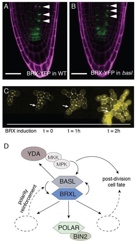 Evidence For And Model Of Novel Recruitment Of Brxf Activities By Basl