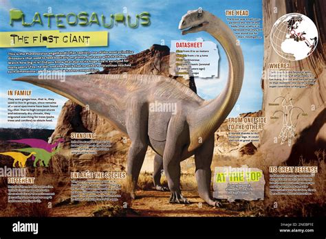 Infographic On Plateosaurus A Dinosaur That Lived During The Late Triassic Period [adobe