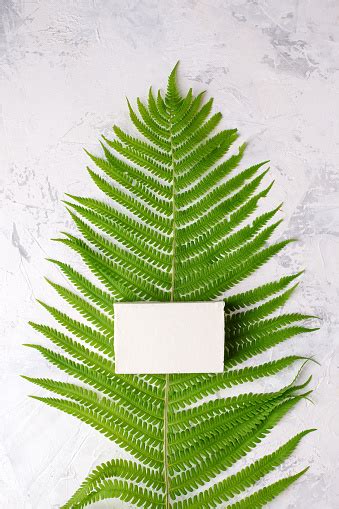 공예 용지와 흰색 테이블에 제로 폐기물 천연 화장품 제품 플랫 레이 유기농 솔리드 비누 및 샴푸 바 항균 수제 비누 개념 모의 유기농 세부 사항 고사리 브런치 0에 대한