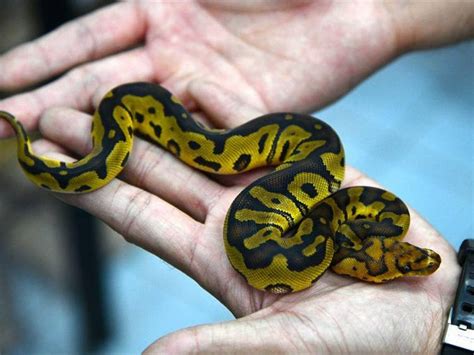 5 Fakta Ball Python Ular Jinak Yang Mudah Dipelihara Idn Times 5 Fakta Ball Python Ular Jinak Yang Mudah Dipelihara Idn Times