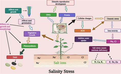 Salinity Stress Reduced The Osmotic Potential Water Uptake And It Download Scientific Diagram