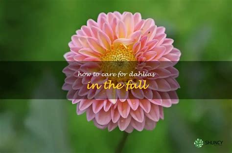 Tips For Preparing Dahlias For The Fall Season ShunCy
