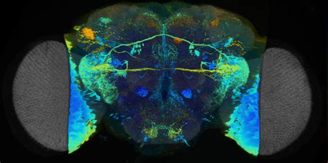 Dickson Lab Vt Line Collection Vdrc Images Dicksonvt Virtual Fly
