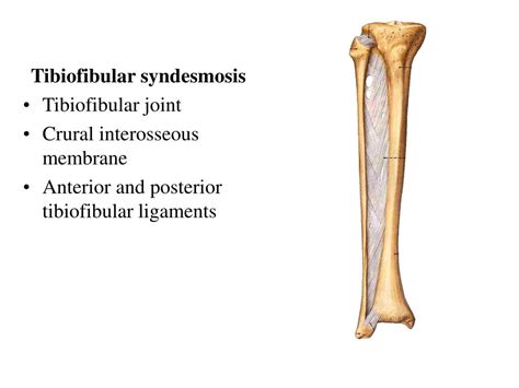 Ppt Section 3 Joints Of Upper Limb Powerpoint Presentation Free