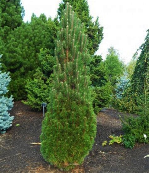Pinus Nigra Frank Franks Columnar Austrian Pine Randd Wholesale