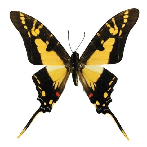 Eurytides Thyastes Thyastinus Biomes